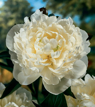 Imaculee Peony