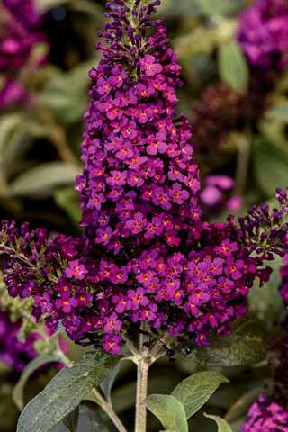 Chrysalis™ Cranberry Butterfly Bush