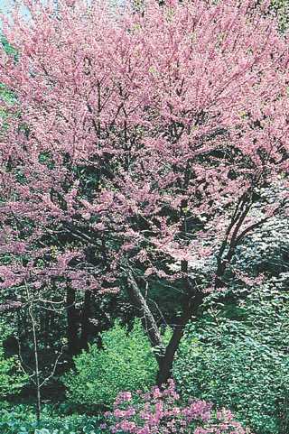 Eastern Redbud (Multi-stem)