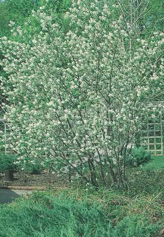 Canadian Serviceberry