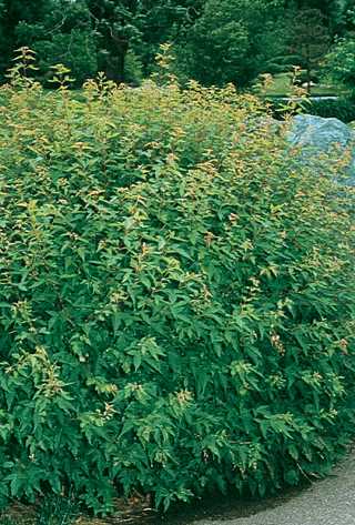 Bailey Compact Amur Maple