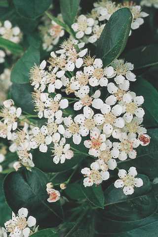 Autumn Magic Black Chokeberry