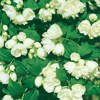 Miniature Snowflake Mock-Orange