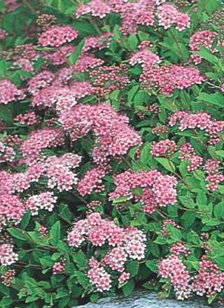 Little Princess Spirea