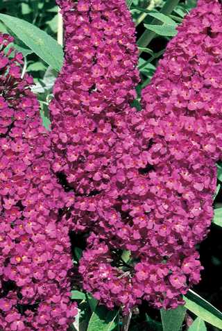 Magenta Munchkin Butterfly Bush