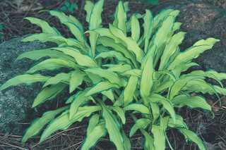 Curly Fries Hosta