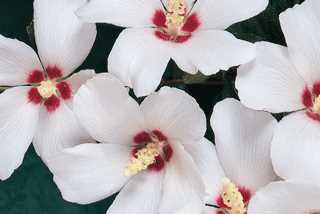 Hibiscus Lil' Kim™