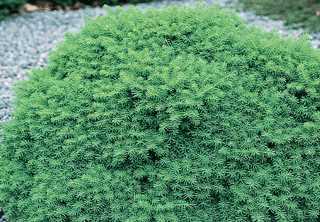 Little Gem Norway Spruce