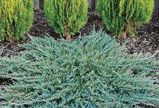 Icee Blue® Creeping Juniper