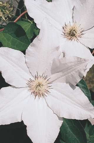 Snow Queen Clematis