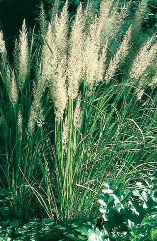 Korean Feather Reed Grass