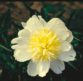Primevere Peony
