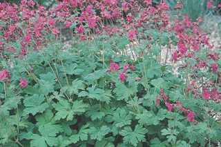 Bevan's Variety Bigroot Geranium