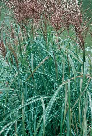 Huron Sunrise Maiden Grass