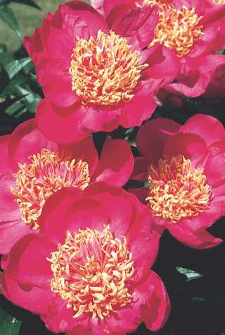 Flame Peony