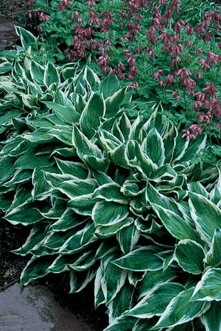 Bridal Falls Hosta