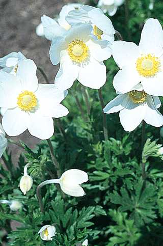 Snowdrop Windflower