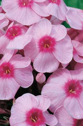 Eva Cullum Garden Phlox