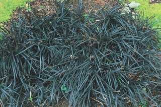Black Mondo Grass