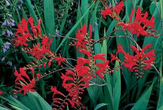 Lucifer Crocosmia