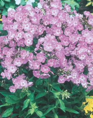 Laura Garden Phlox