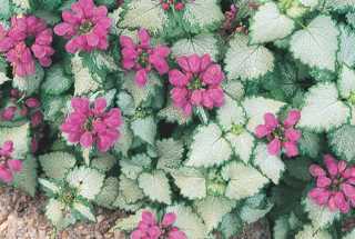 Red Nancy Spotted Dead Nettle