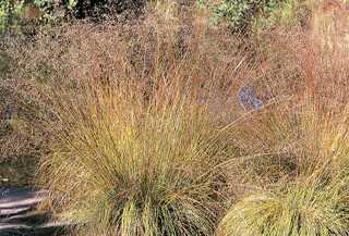 Prairie Dropseed