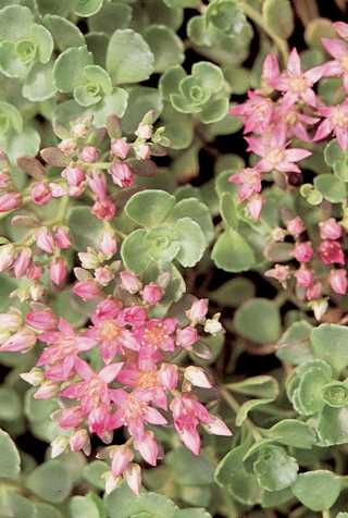 John Creech Stonecrop