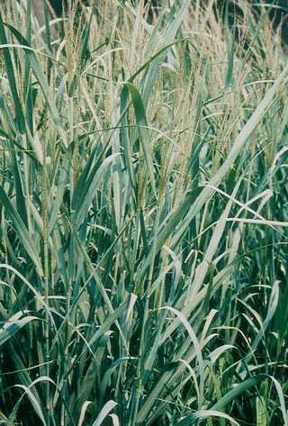Dallas Blues Switch Grass