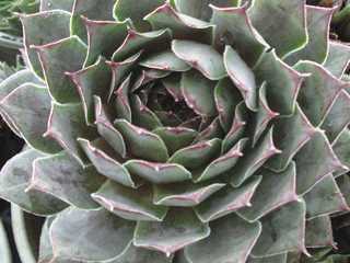 Blue Boy Hen-and-Chicks