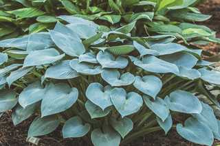 Halcyon Hosta