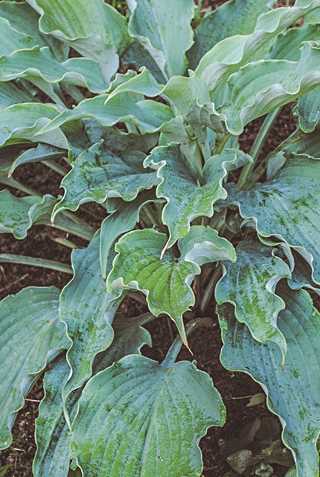 Neptune Hosta