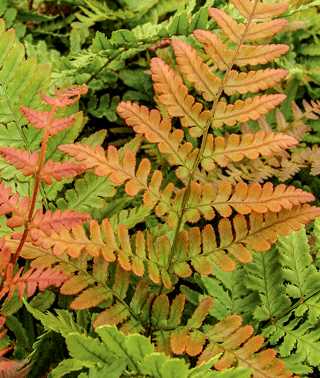 Brilliance Autumn Fern