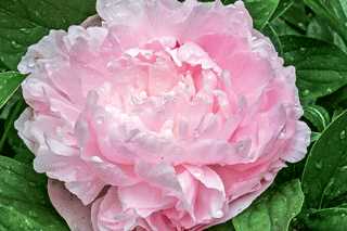 Lady Orchid Peony
