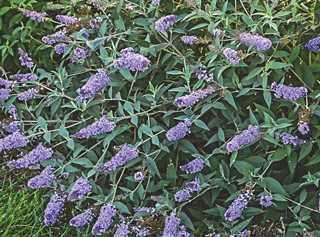 MONARCH® Glass Slippers Butterfly Bush