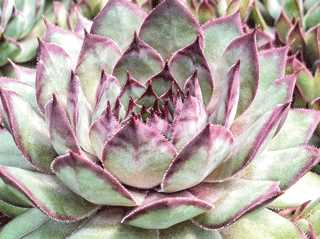 Twilight Blue Hen-and-Chicks