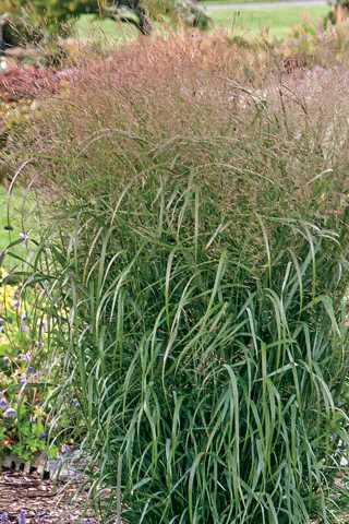 Prairie Winds™ Apache Rose Switch Grass