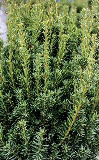 Hill's Yew