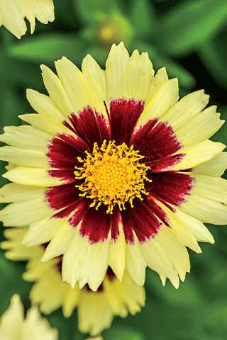 UpTick Cream & Red Coreopsis