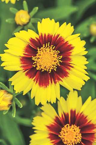 UpTick Yellow & Red Coreopsis