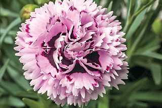 Early Bird™ Fizzy Dianthus