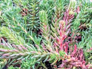 Red Wiggle Stonecrop