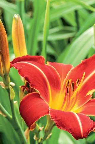 Chicago Fire Daylily