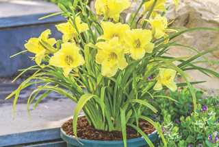 Fragrant Returns Daylily