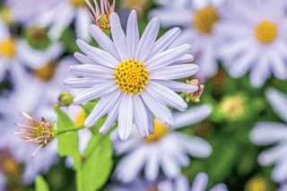 Blue Star Japanese Aster