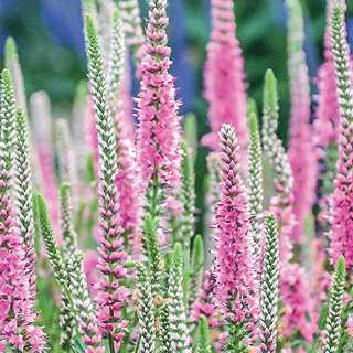 Perfectly Picasso Speedwell