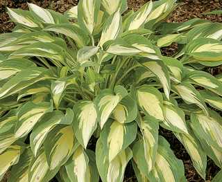 Moonstruck Hosta