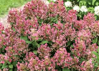 Little Quick Fire® Hydrangea