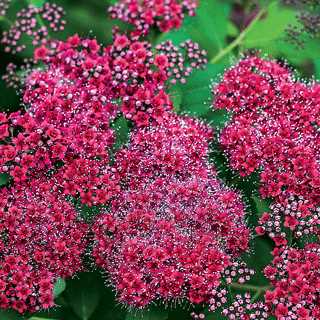 Double Play® Red Spirea