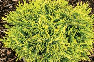 Anna's Magic Ball™ Globe Cedar